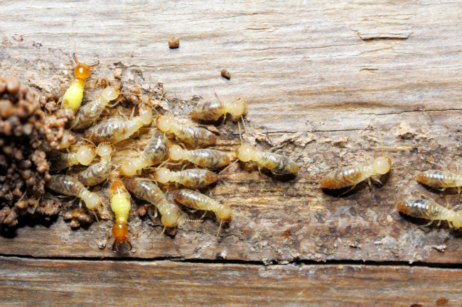 Termite Reports | Quality Control, Inc. [Video]
