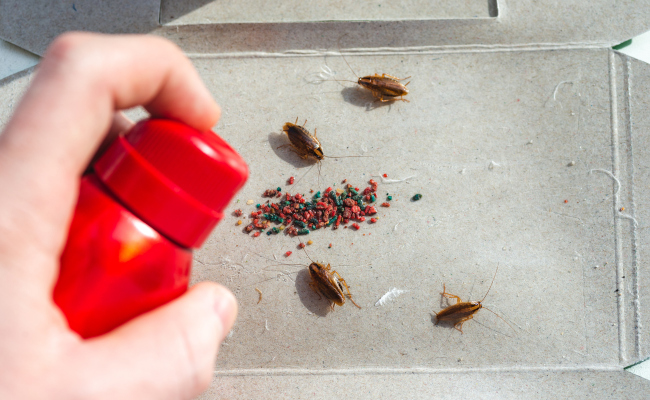 What You Need to Know About Roach Removal | Quality Control Inc.
