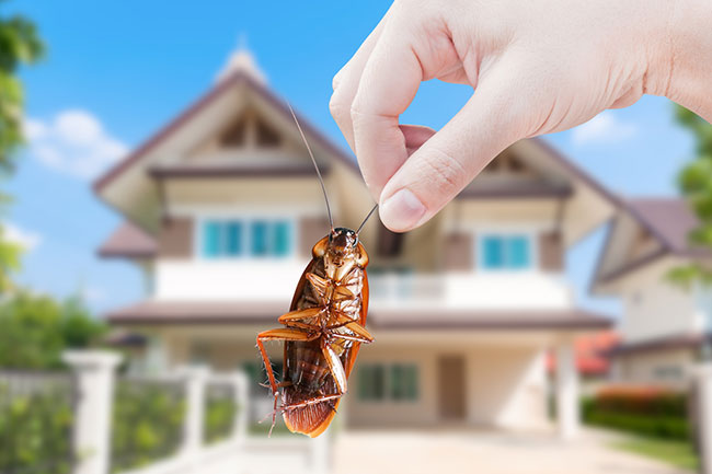 Holiday Guests Arriving? Avoid Embarrassment with Cockroach Control ...