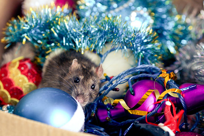Pest Control Tips for a Stress-Free Holiday | Quality Control Inc.