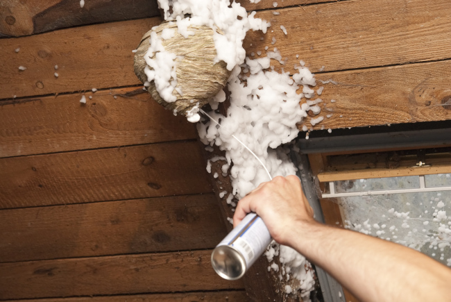 Why DIY Wasp Control is Dangerous | Quality Control Inc.