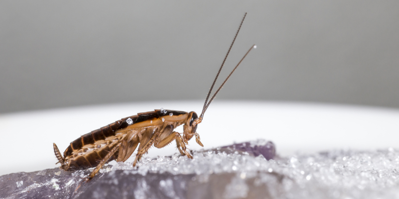 Bogus Roach Removal Methods That Will Leave You Fuming | Quality ...